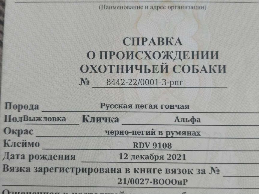 Русская пегая гончая