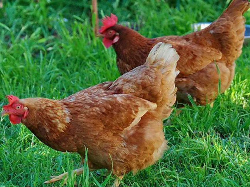 Куры несушки годовалые