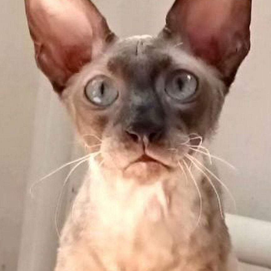 Корниш-рекс, взрослый кот