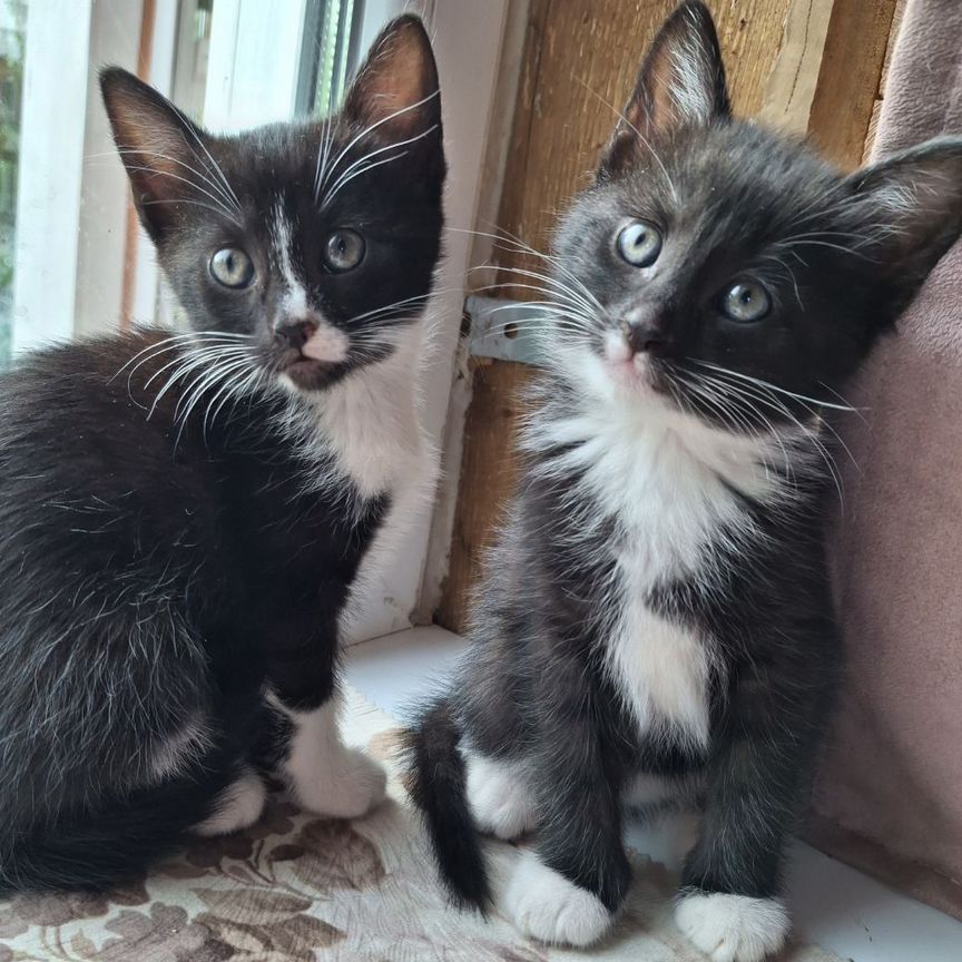 Котята