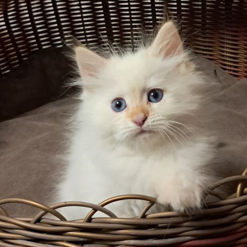 Сибирский котёнок