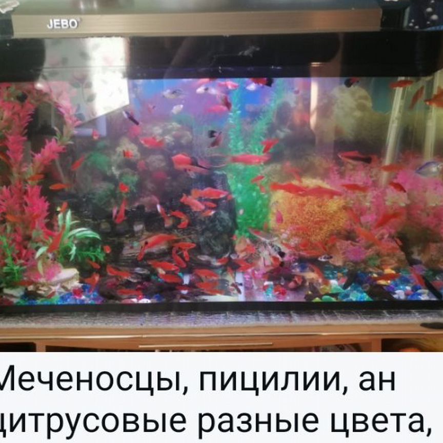 Продажа аквариумных рыбок