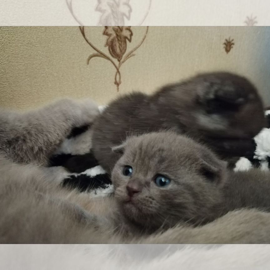 Шотландские вислоухие котята