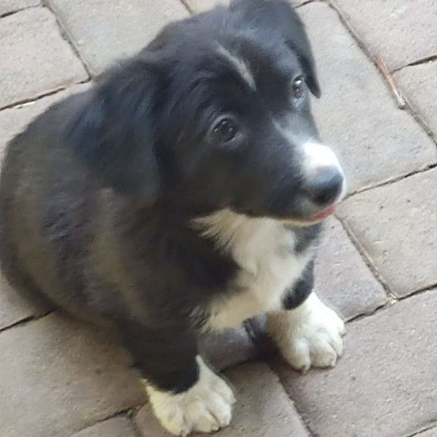 Щенок девочка ищет дом