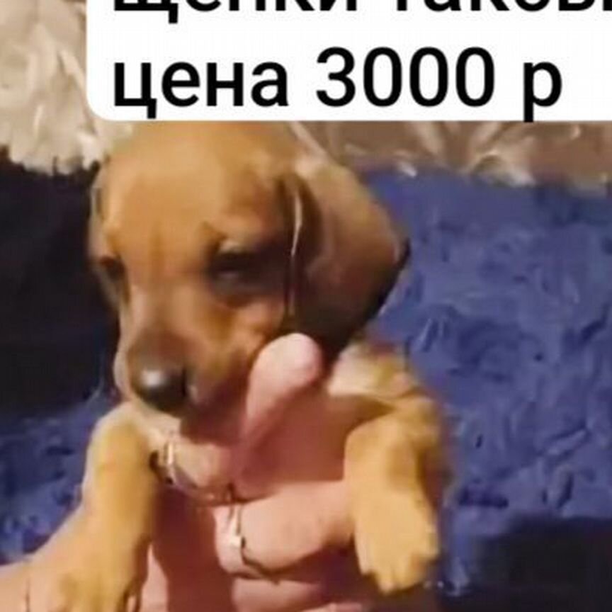 Щенок в добрые руки