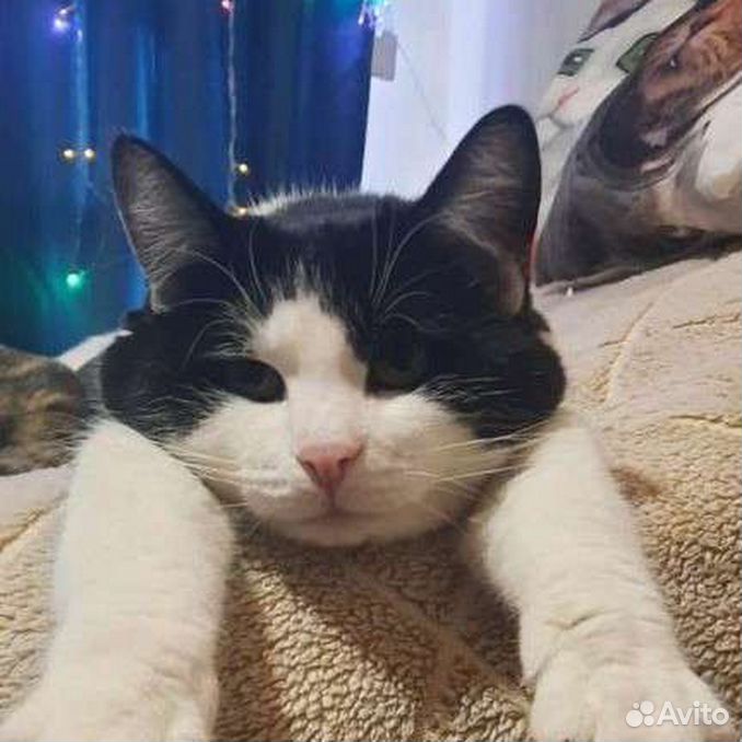 Кошка подружка