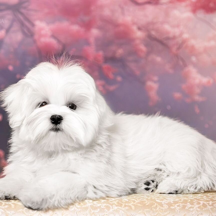 Щенки мальтезе, маленькая, беленькая собачка