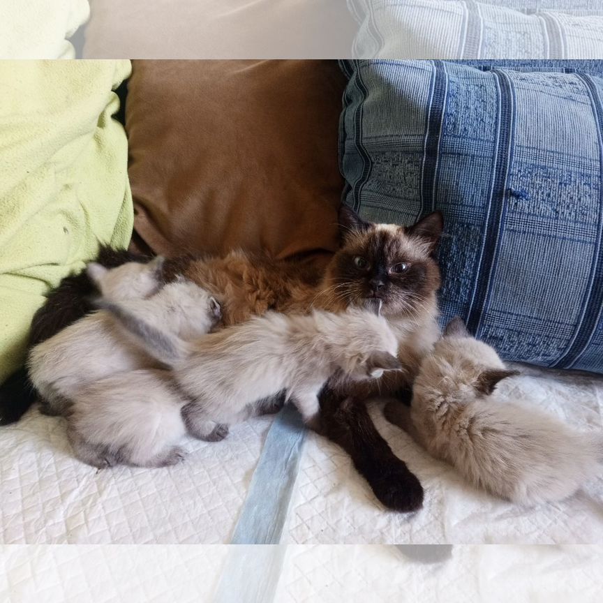 Котята невские маскарадные