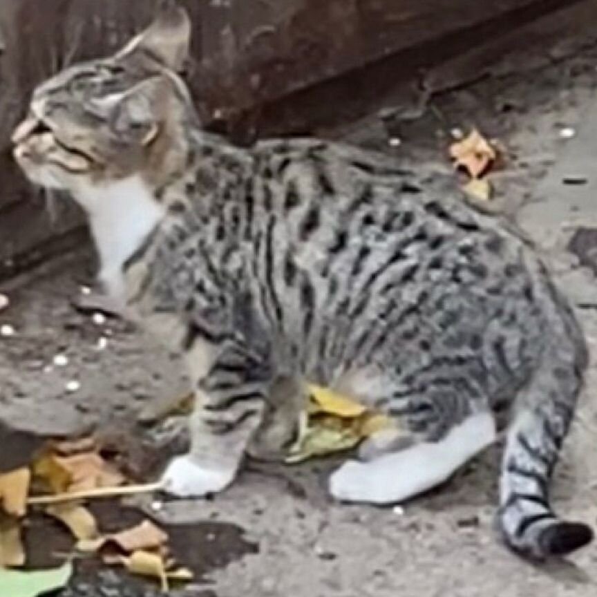 Котенок погибает от холода Уже глазки текут