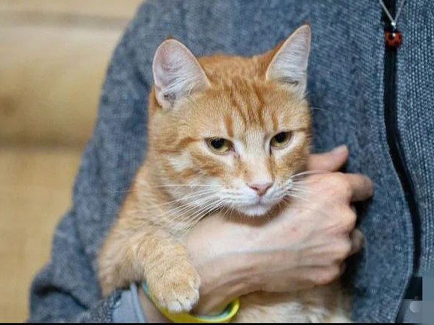 Нежный рыжик в добрые руки. Лесной приют