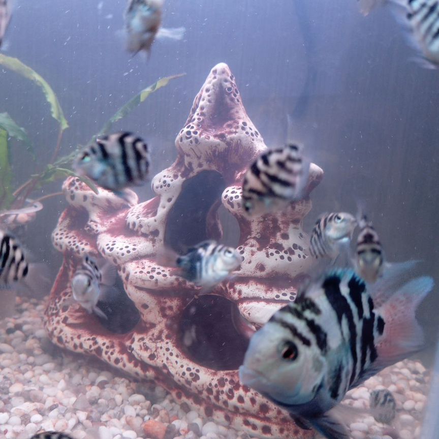 Аквариумные рыбки и растения