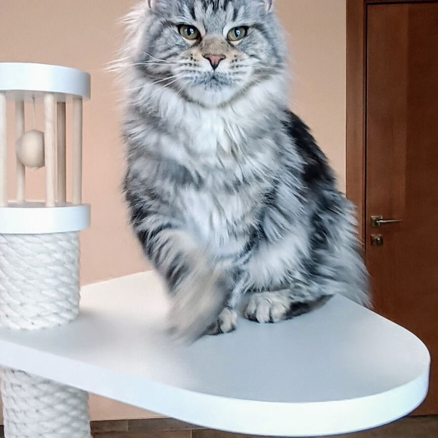 Мейн кун кошка ns22