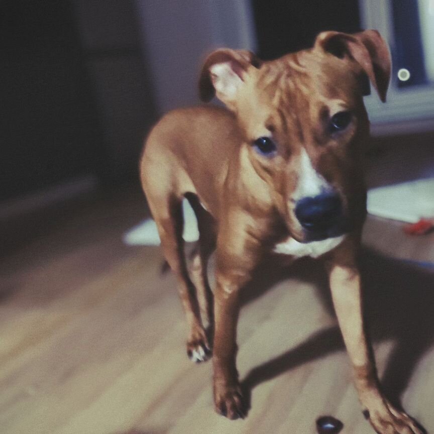 Отдам в добрые руки щенка стаффа