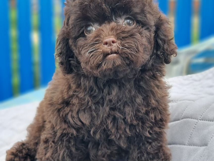 Шоколадные Мальтипу, Кокапу,девочки