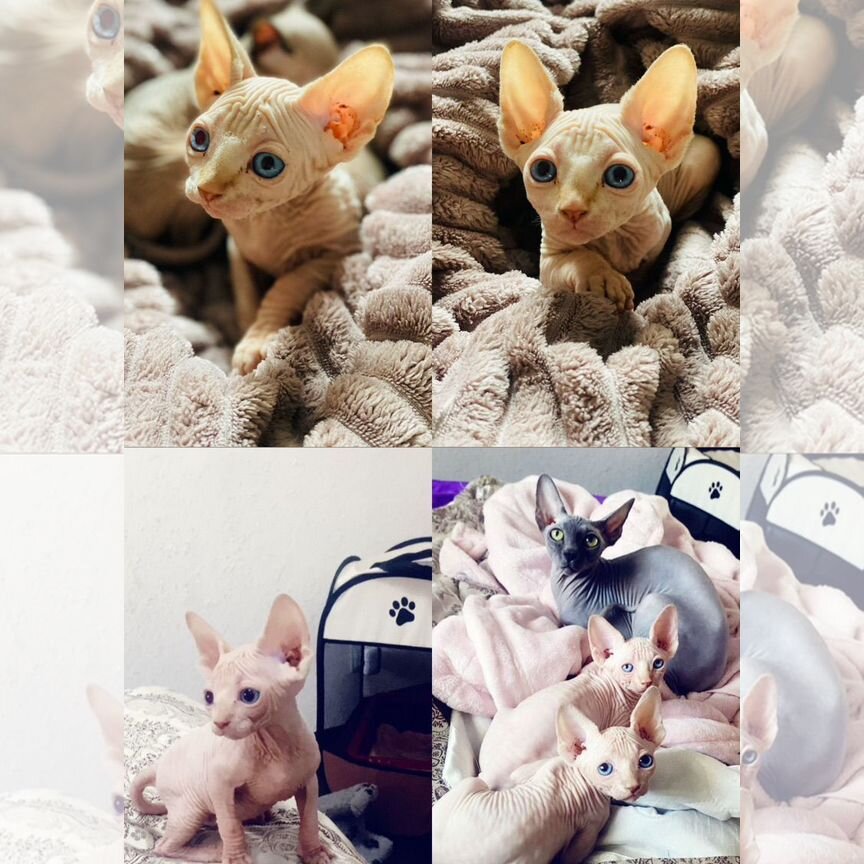 Котята сфинкса