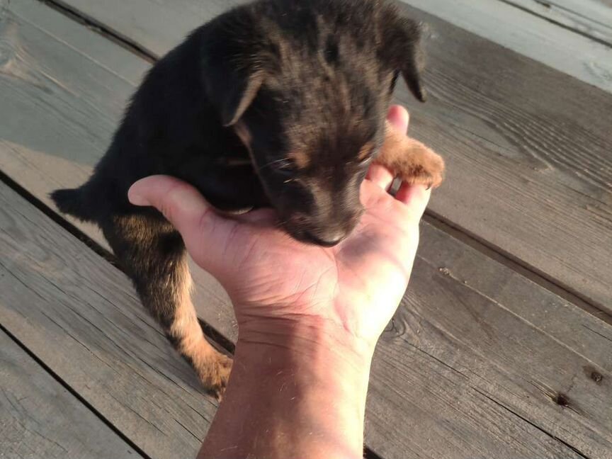 Щенки ягдтерьера