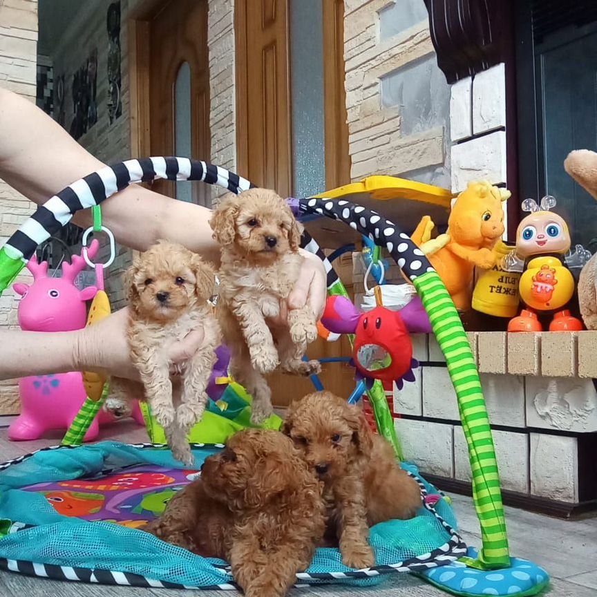 Той-пудель щенки