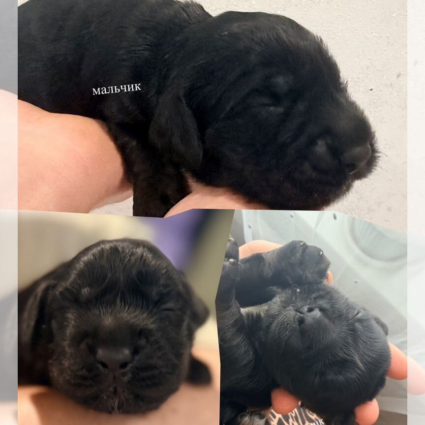 Американский кокер-спаниель, щенок