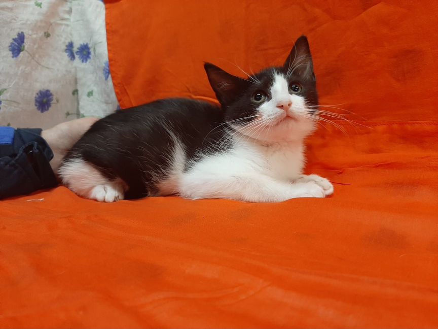 Котенок девочка в добрые руки