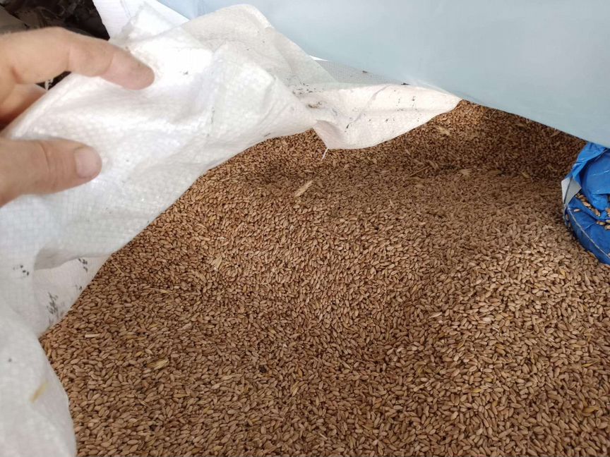 Семена тритикале "Хлебороб"