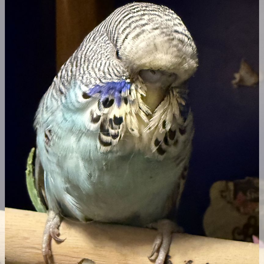 Попугай,ввп-чех,самец