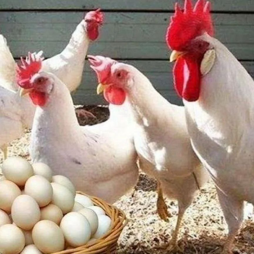 Куры молодки несушки