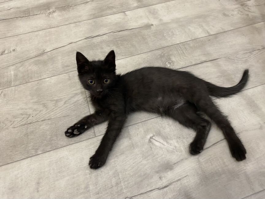 Черная кошечка