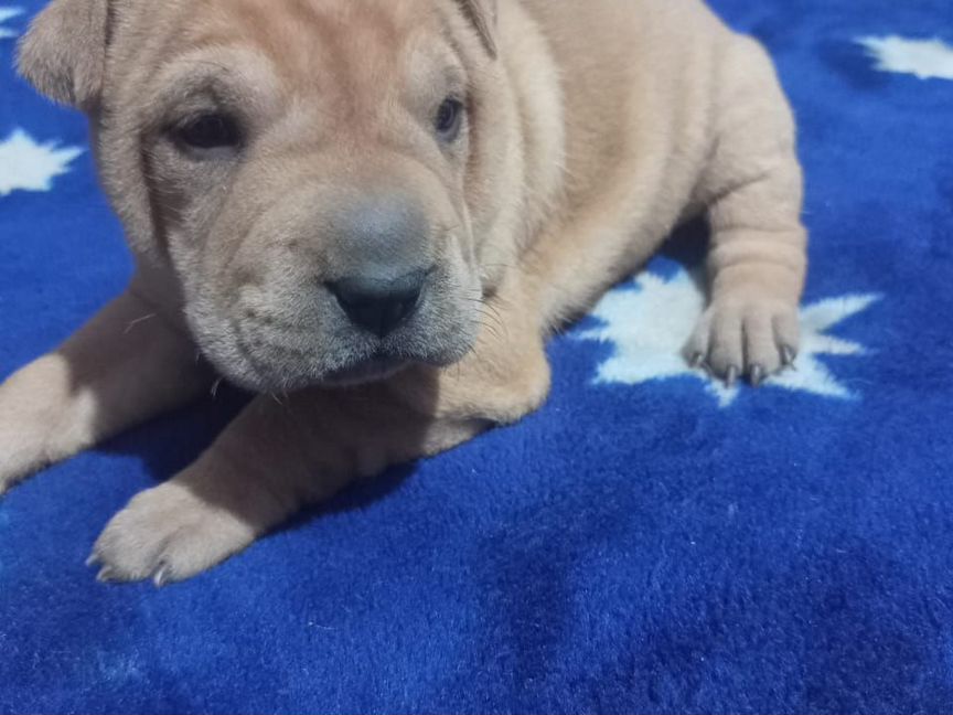 Продажа щенят