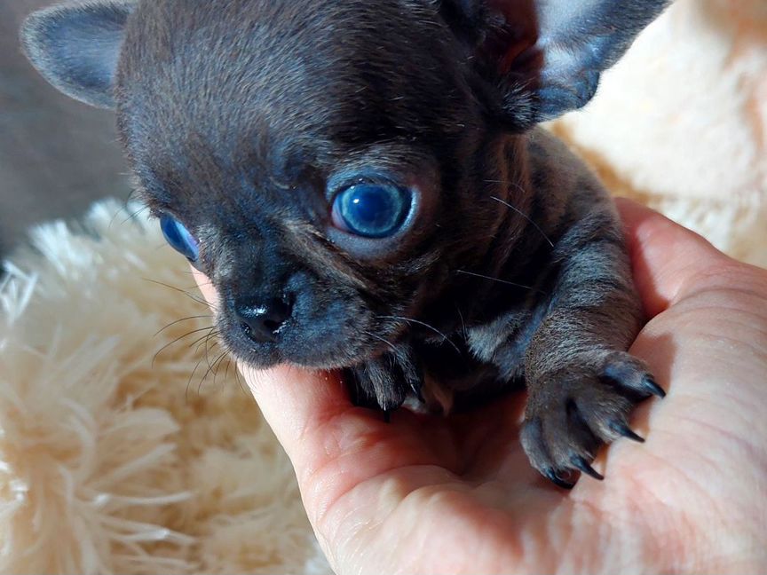 Микро чихуахуа мальчик Тотошка