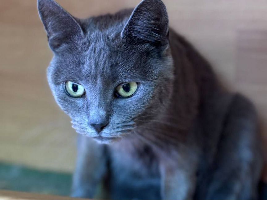 Кошки в добрые руки бесплатно