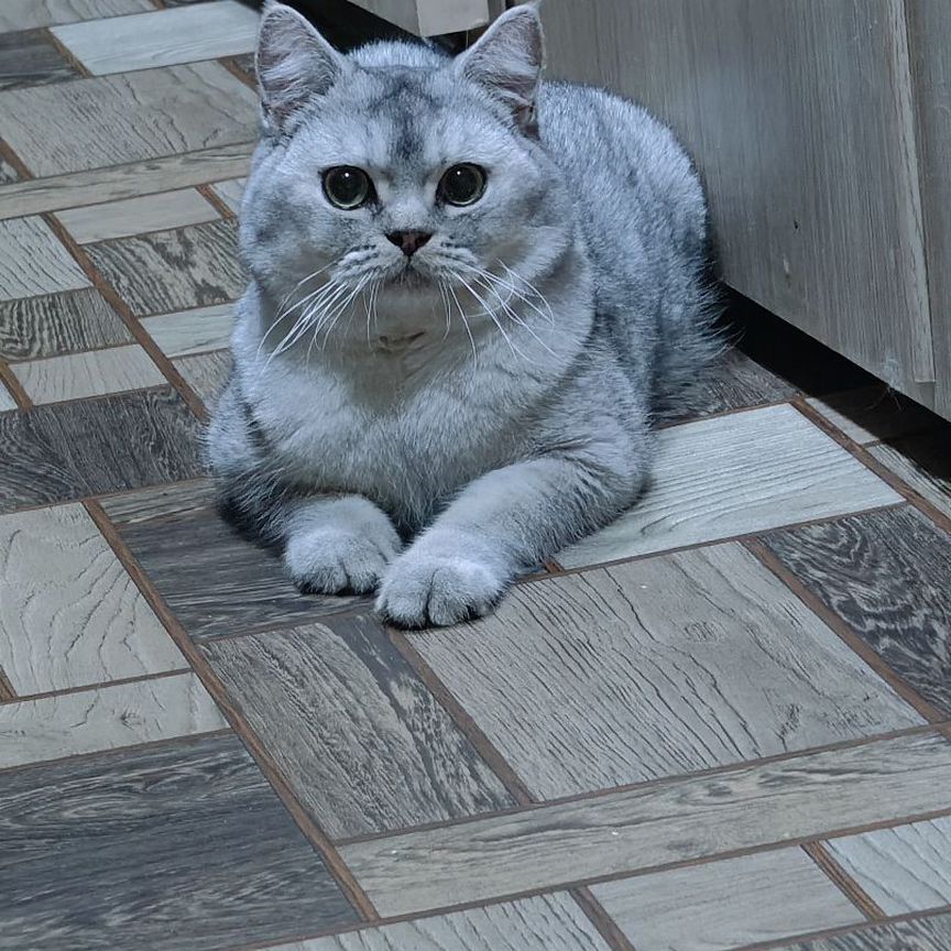 Британский короткошёрстный котёнок