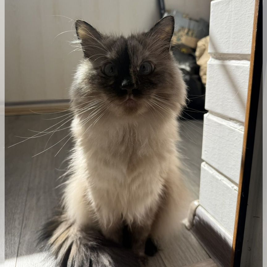 Невская маскарадная кошка, взрослая