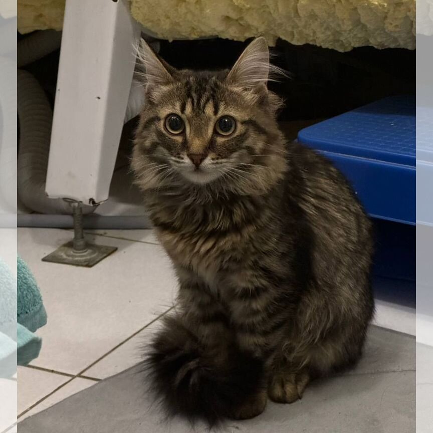 Мейн-кун котёнок