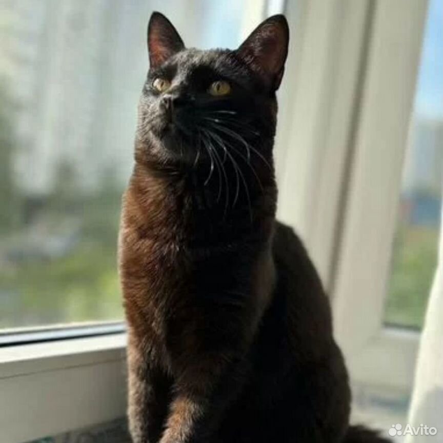Кот-шикардос