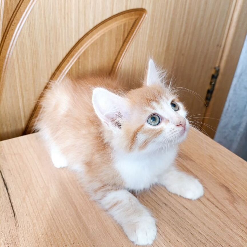 Отдадим котят в добрые руки