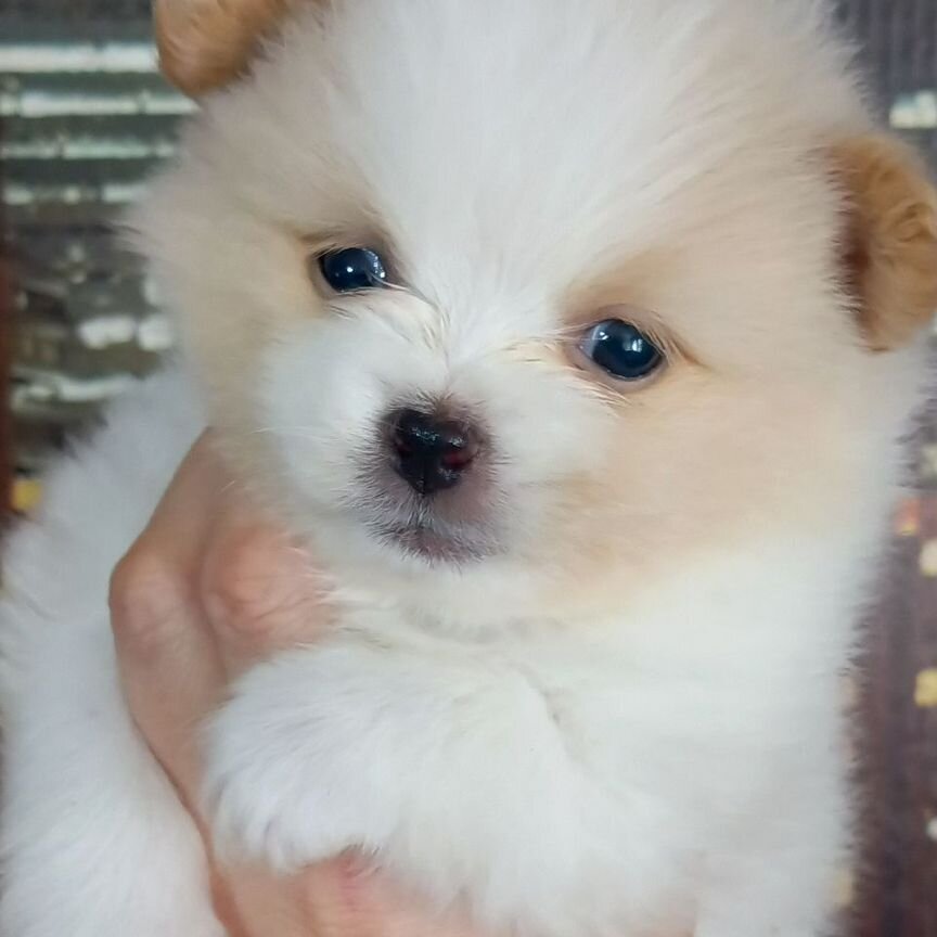 Померанский шпиц девочки