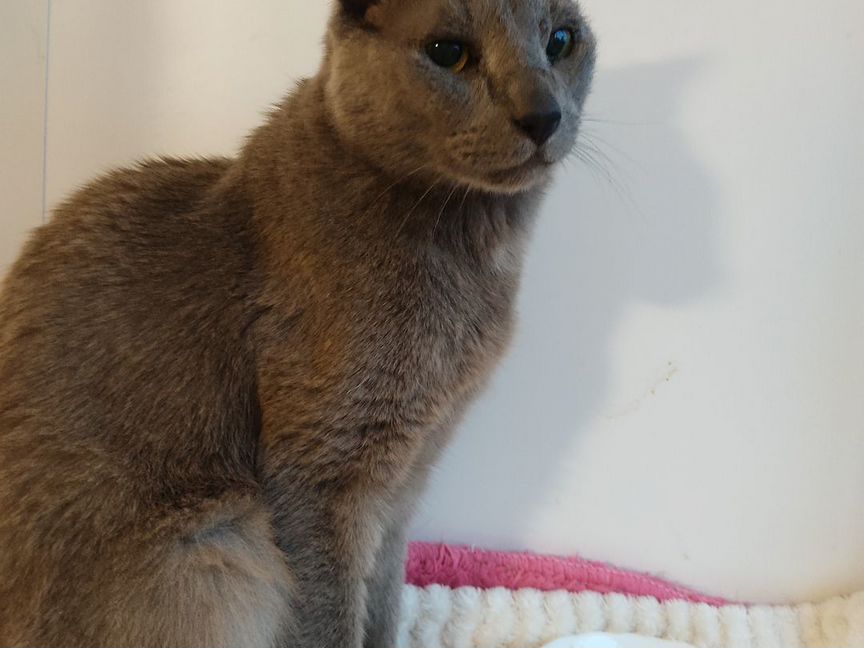 Русский голубой котик