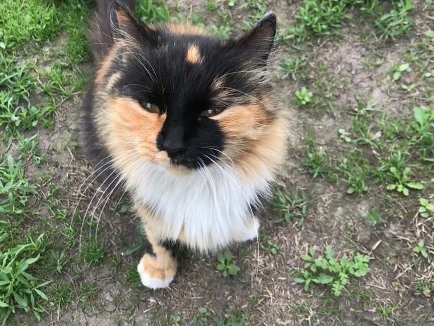 Красивая кошка и пара котят