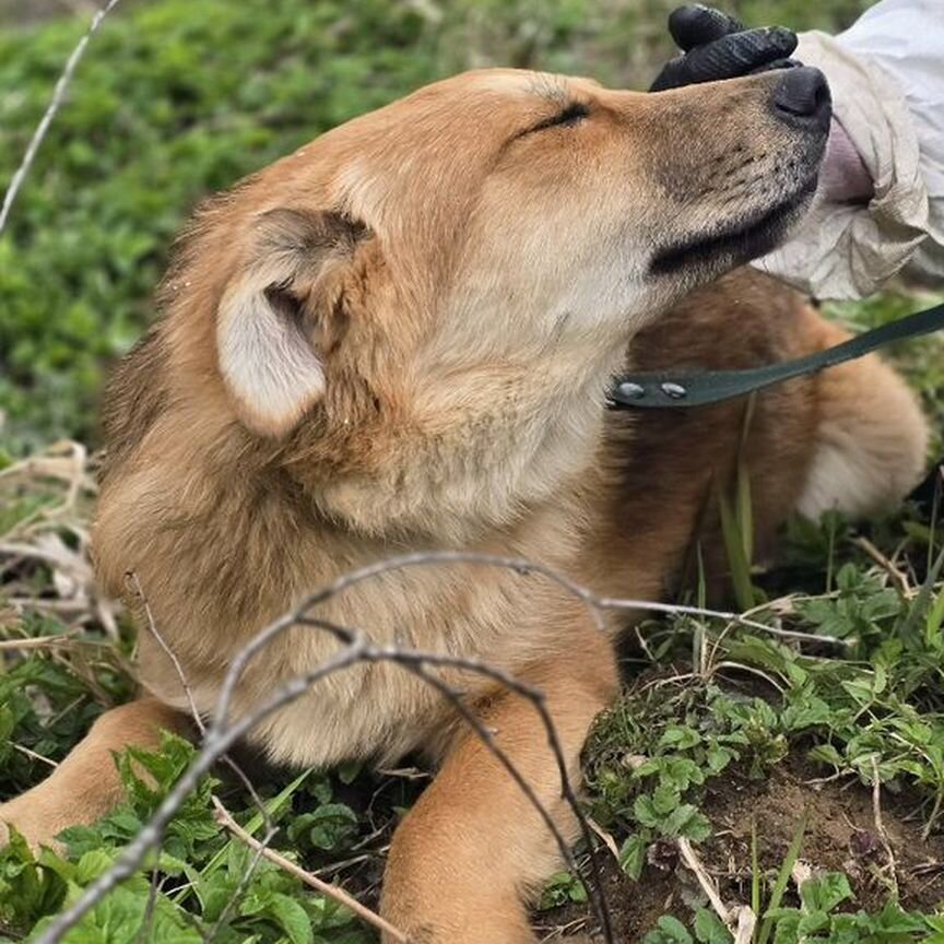 Щенок из приюта