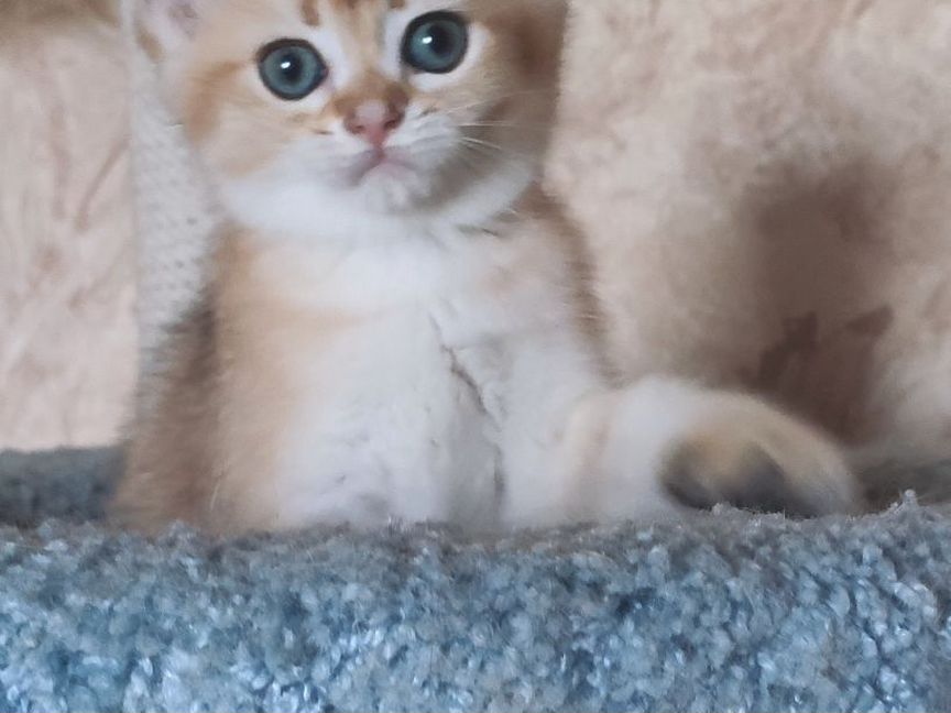 Котята шотландские золотого окраса
