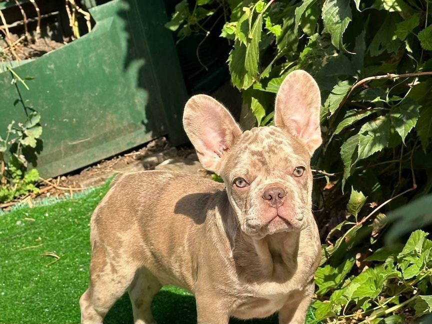 Элитный малыш Изабелла + мерль