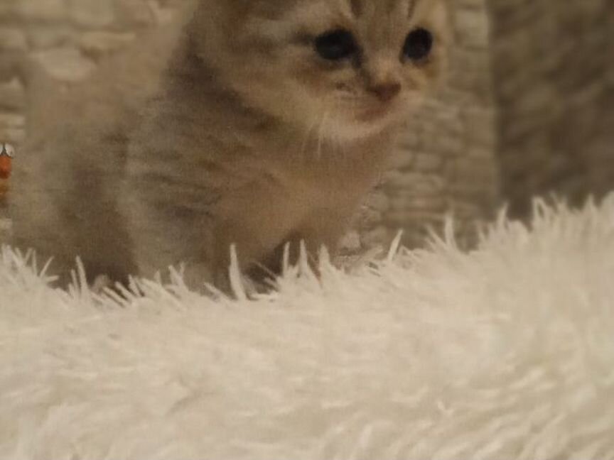 Шотландские котята Хайленд Фолд