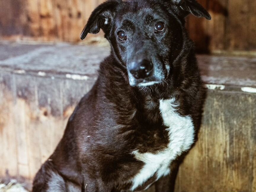 Собака в добрые руки