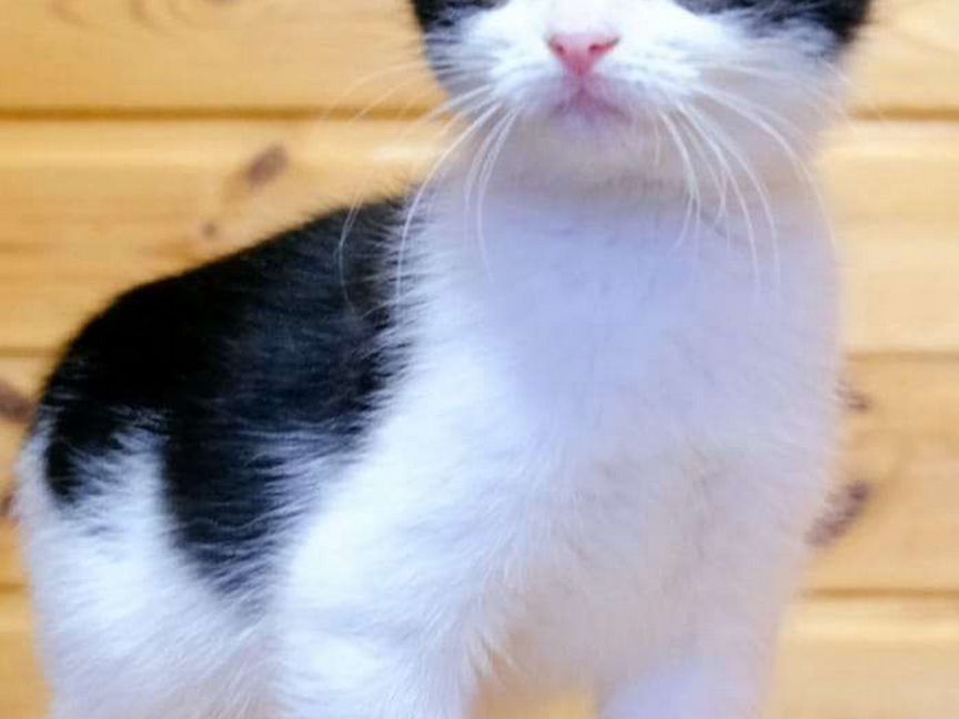 Котенок экзот чернобелый
