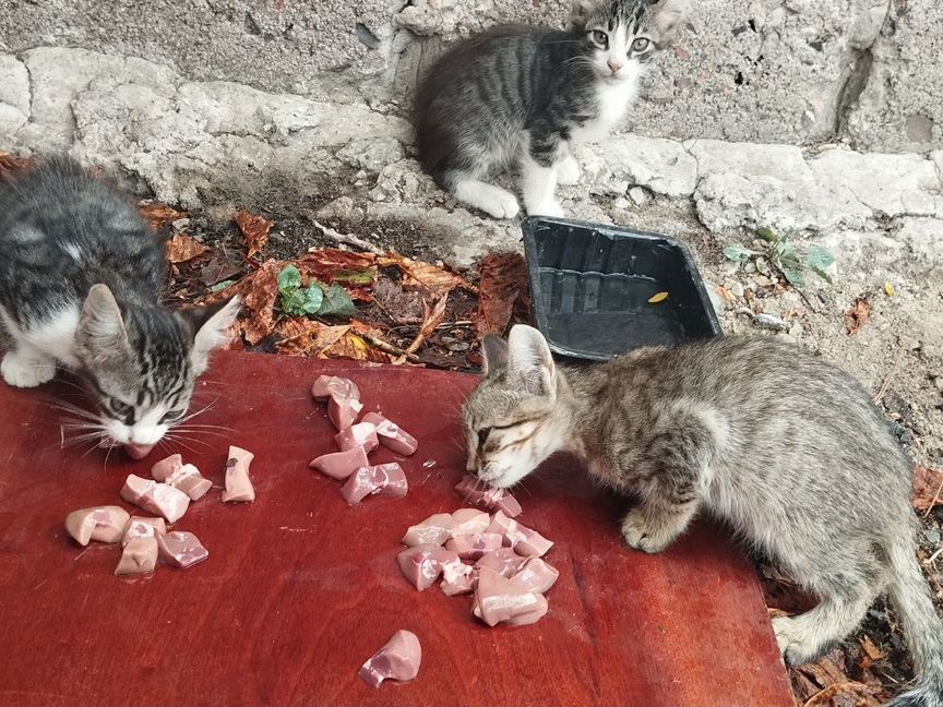 Котята в добрые руки бесплатно