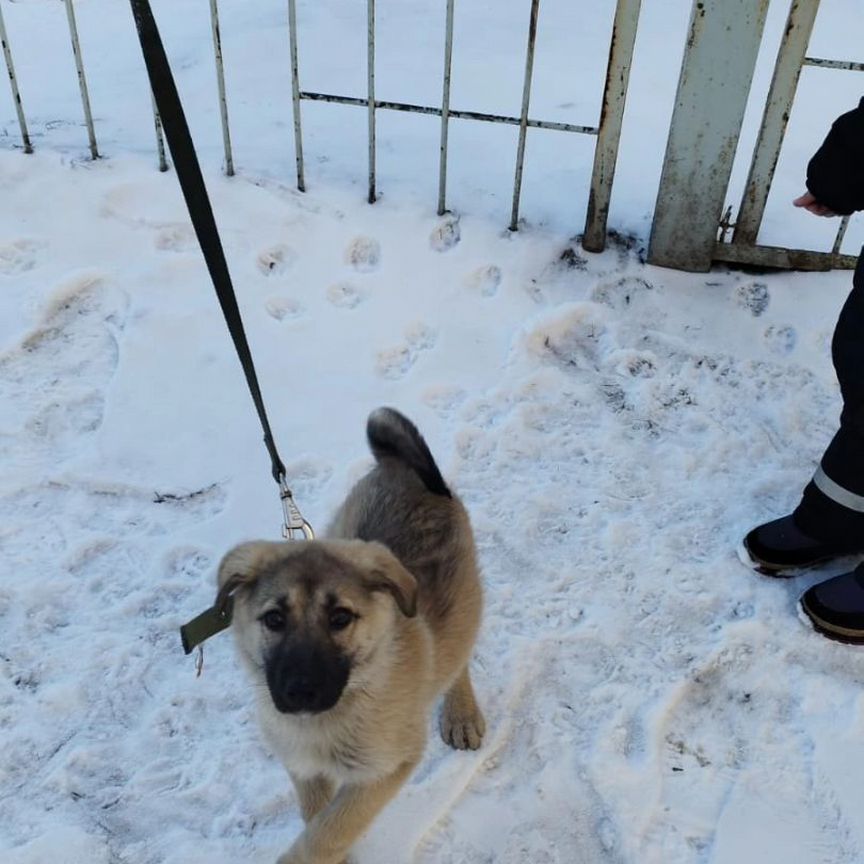 Красивый малышок ищет дом