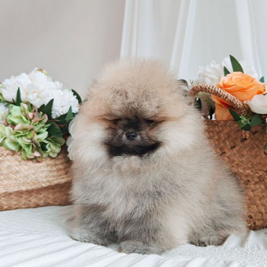 Померанский шпиц люковый медвежонок