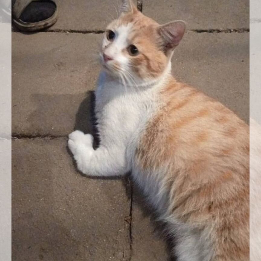 Котик инвалид живет на улице в СНТ