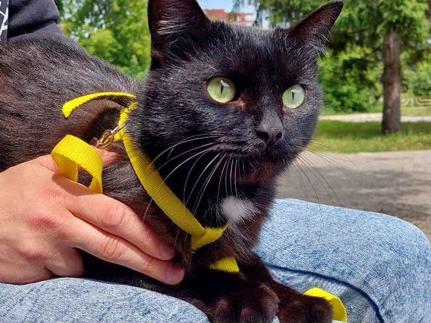 Ласковый котик в добрые руки