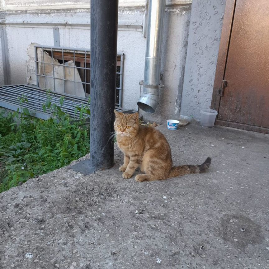 Мраморный котик(похож на шотландского)кто потерял